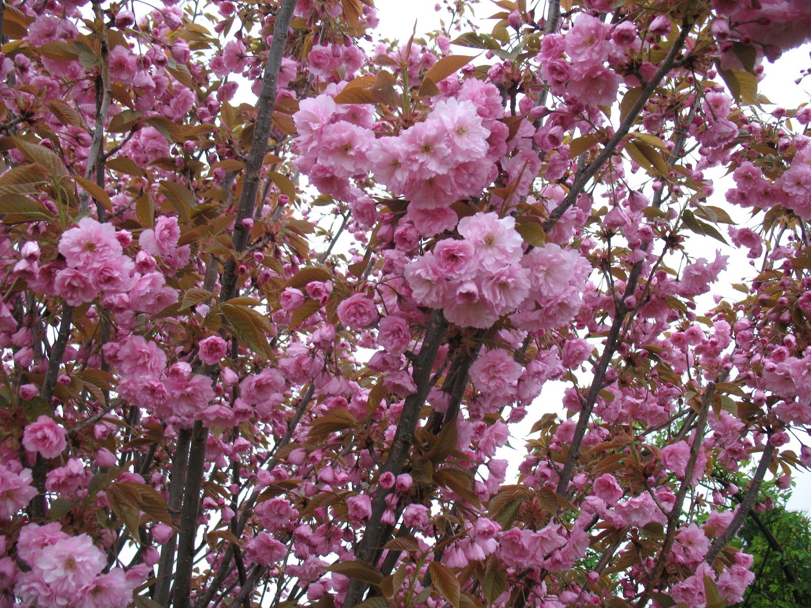 Roses du jardin Chêneland: Cerisiers à fleurs