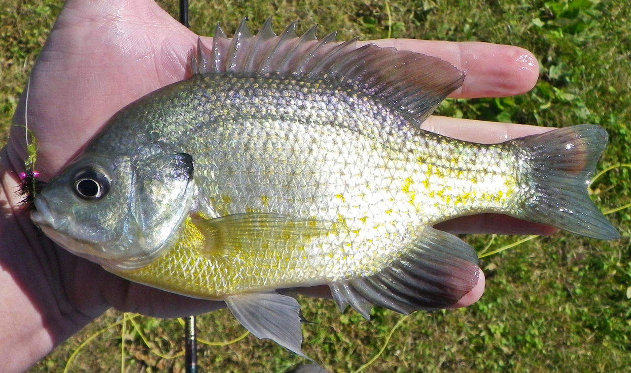 FishnDave: 9-30-2011 Lunch Report