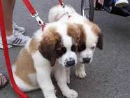 My Beautiful Mèrida: The Mucuchíes is a dog from Venezuela