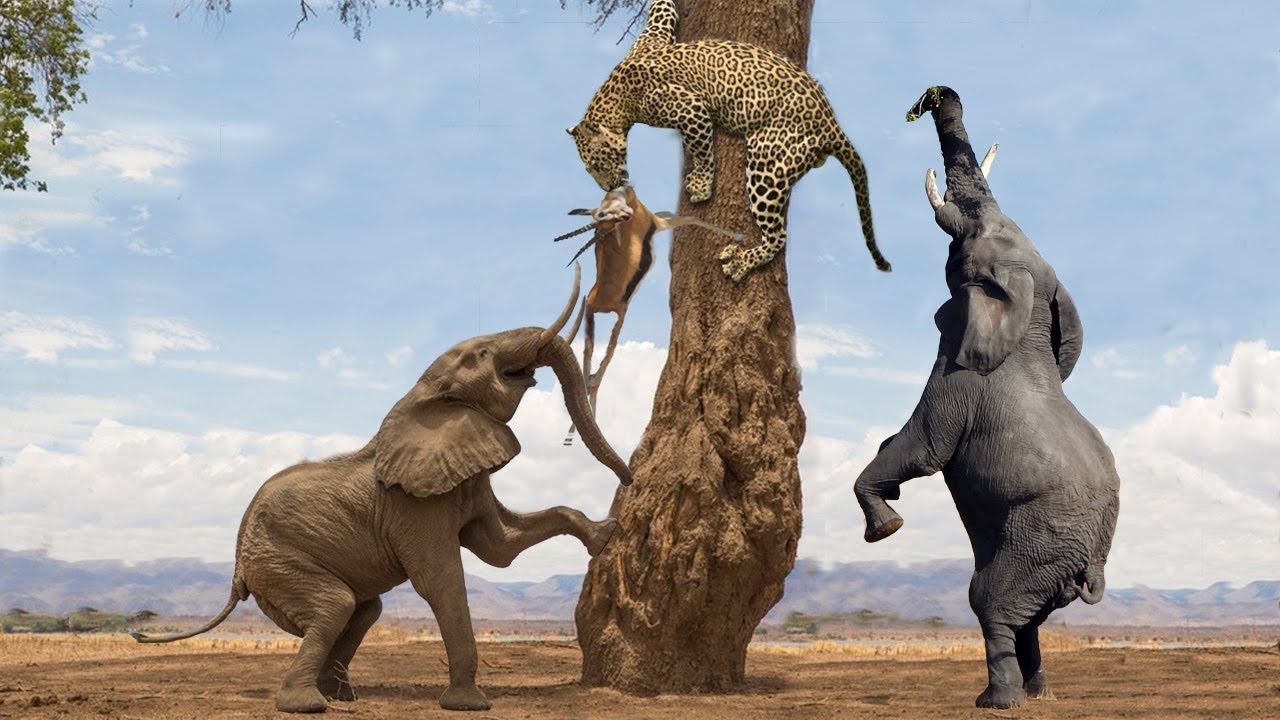 Angélica Italia: Cheetah hunting Antelope, Hero Elephant chasing ...