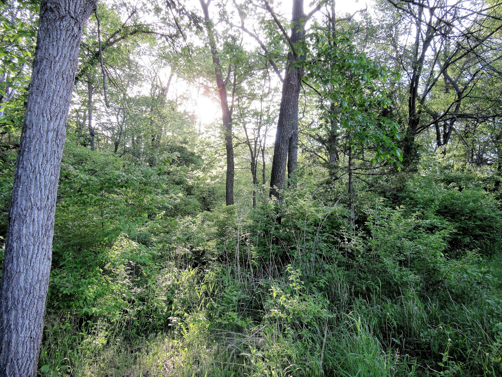 The Hoge Home Place ~: Certified Backyard Wildlife Habitat!