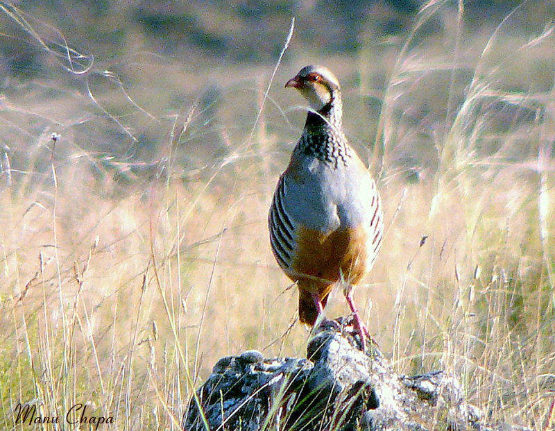 HEGAZTIKLIK: PERDIZ ROJA (Alectoris rufa)