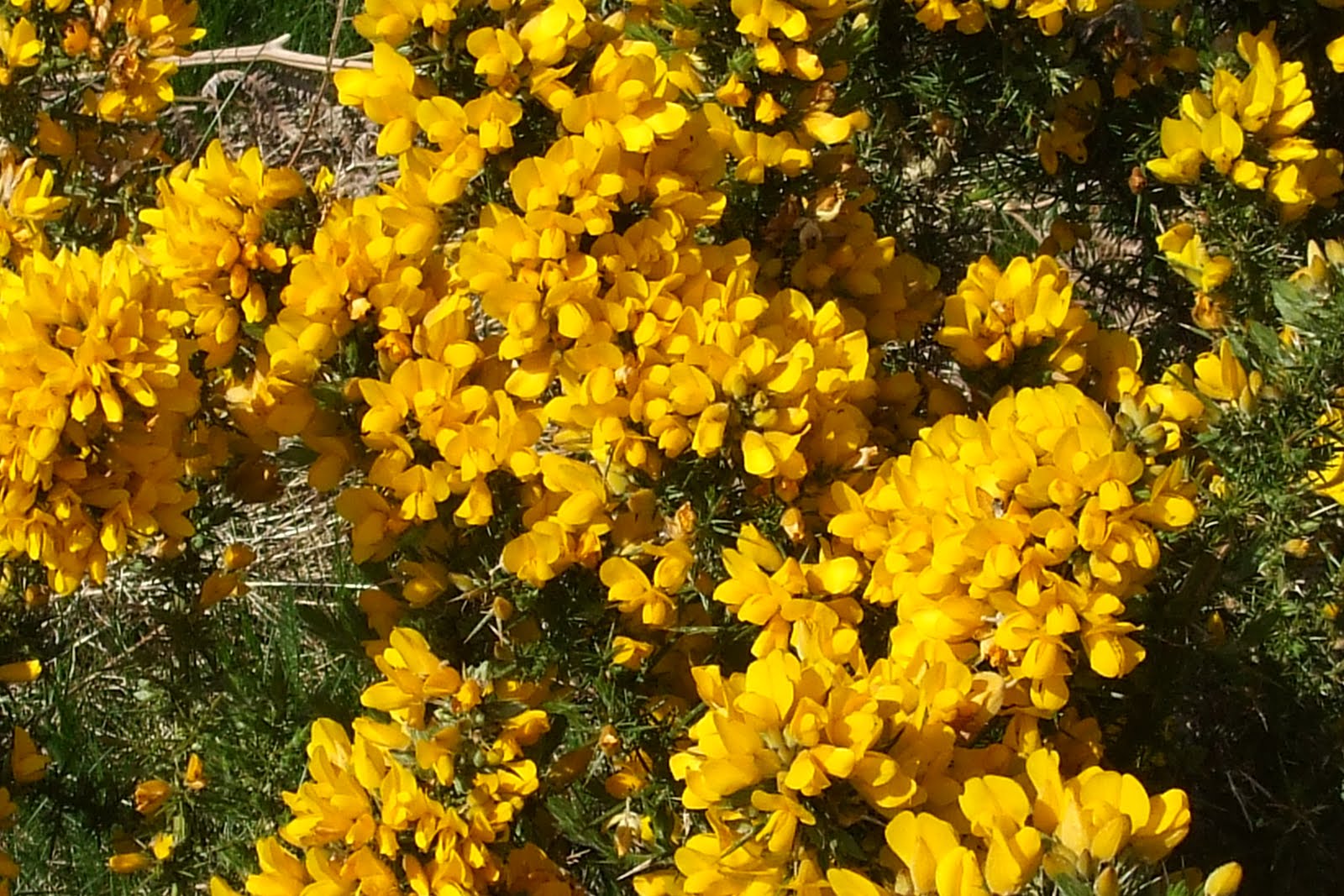 The Scottish Home: Making Old Fashioned Pot Pourri.