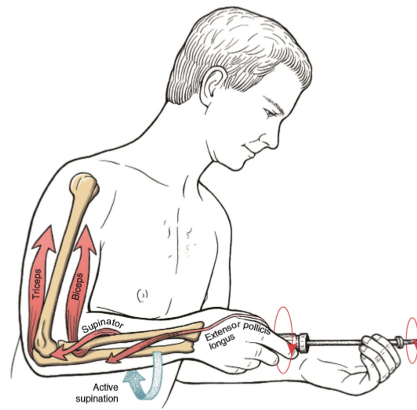 FISIOTERAPIA Y MOVIMIENTO CONCIENTE: SUPINACIÓN CONTRA PRONACIÓN ...