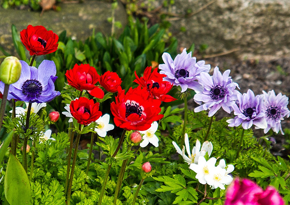 Fra Limfjordens bredder...: Franske anemoner