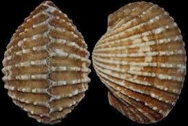 Aku Anak Indonesia: KERANG DARAH (Anadara granosa)