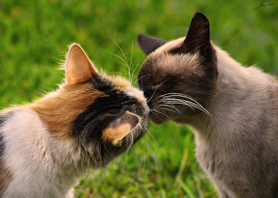 Simplesmente Química!!: A química da felicidade!