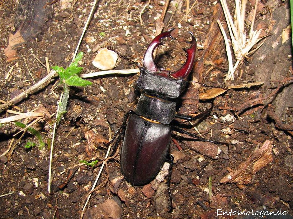 Entomologando: Lucanus cervus