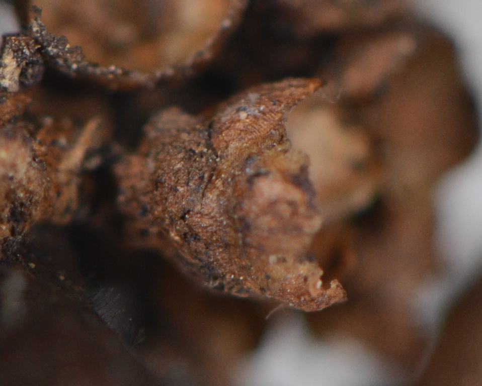 Ohio Birds and Biodiversity: A very rare plant rediscovered