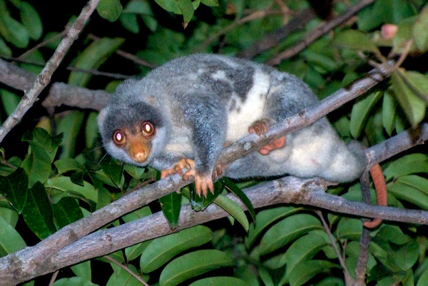 Cuscus | The Life of Animals