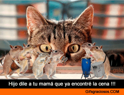 Imagenes Lindas Para Compartir Fb: Gifs Graciosos De Gatos Para Compartir