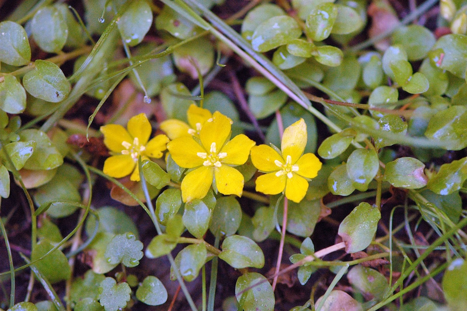 Field Biology in Southeastern Ohio: Hiking Wahkeena