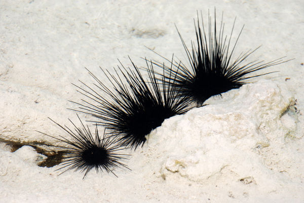 PENGALAMAN PERTAMA TERTUSUK BULU BABI DAN CARA MENGATASINYA. - Berita ...