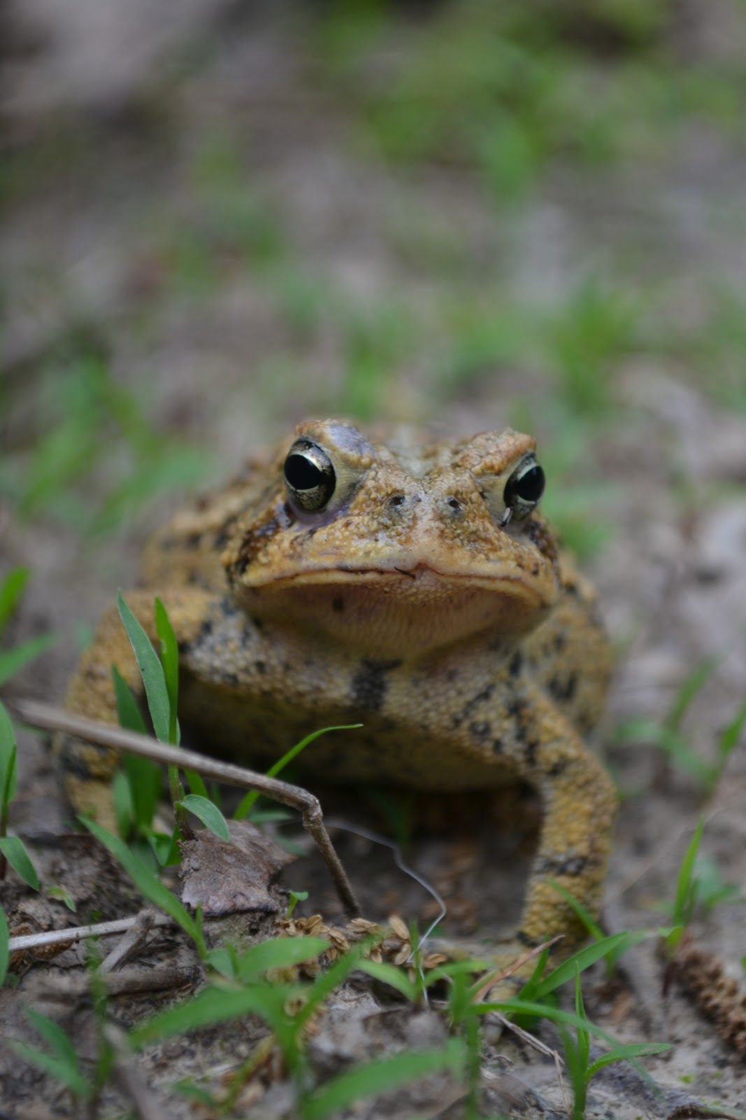 Our Neck of the Woods: How To Make A Toad House