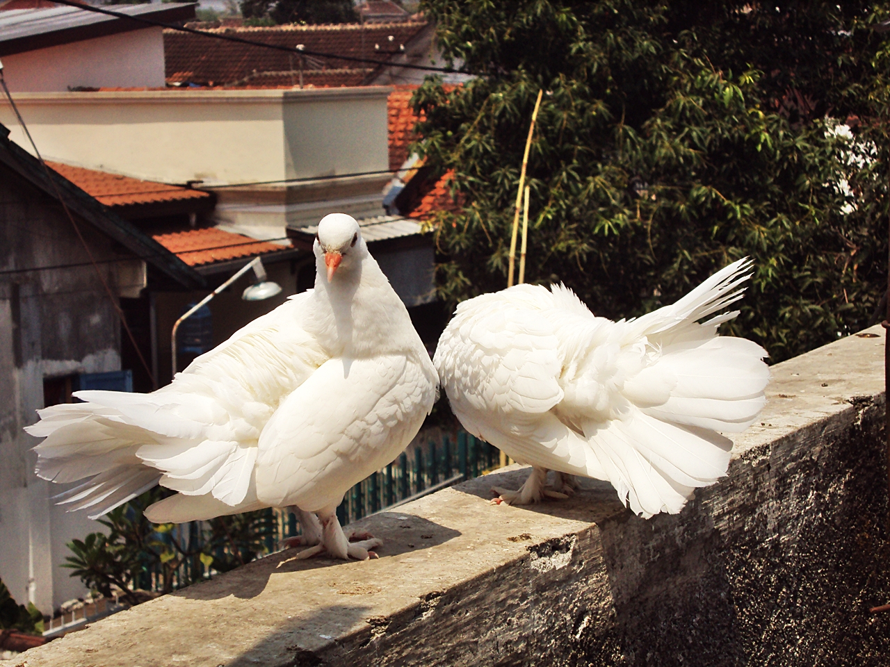 toko bagong farm: MERPATI KIPAS PUTIH//PERSI PUTIH/WHITE FAN TAIL
