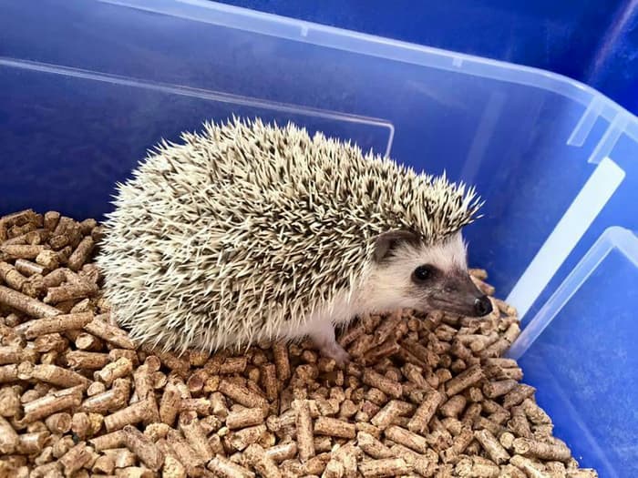 Jenis Landak Mini Dan Harga Terbaru Landak Mini - Kagarut.com | Booking ...