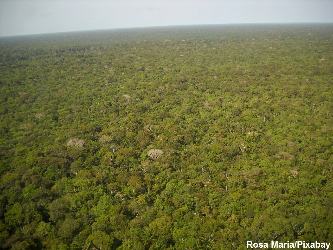 Floresta Amazônica caminha para se tornar uma grande savana - Natureza ...