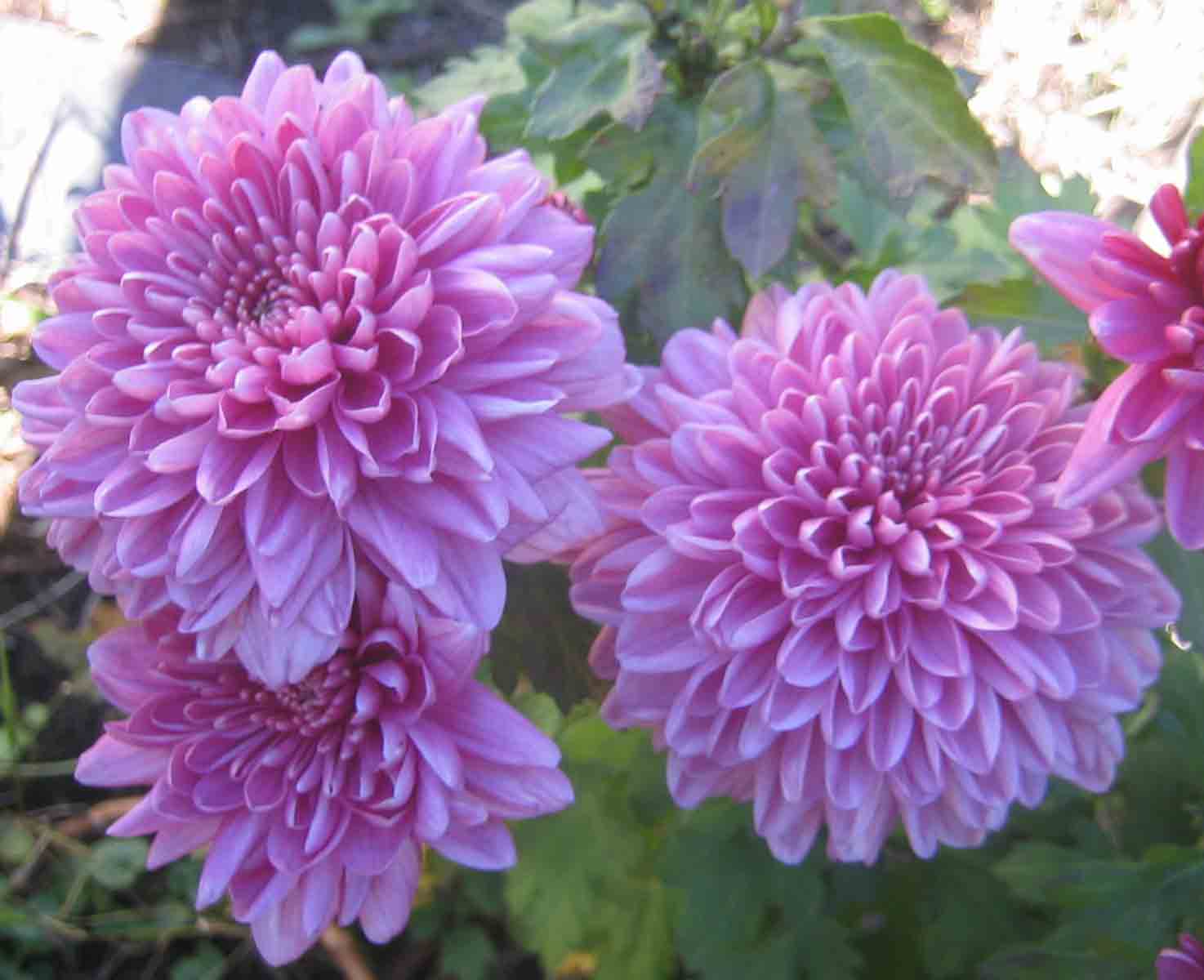 CC-METROS &INVERSIONES