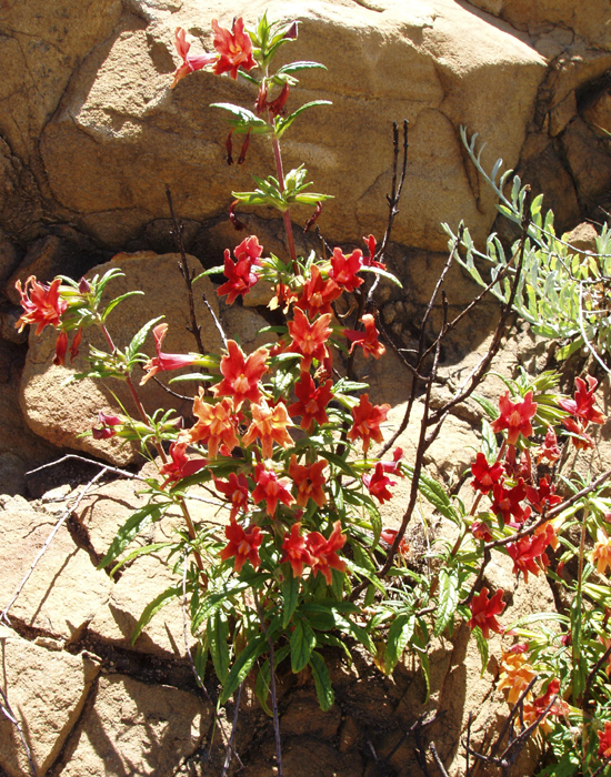 Flora de Baja California: MATORRAL COSTERO
