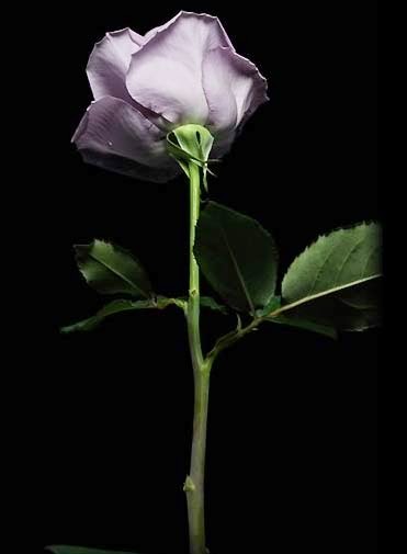 Wallpapers the most beautiful blue roses | Gallery Wallpaper HD