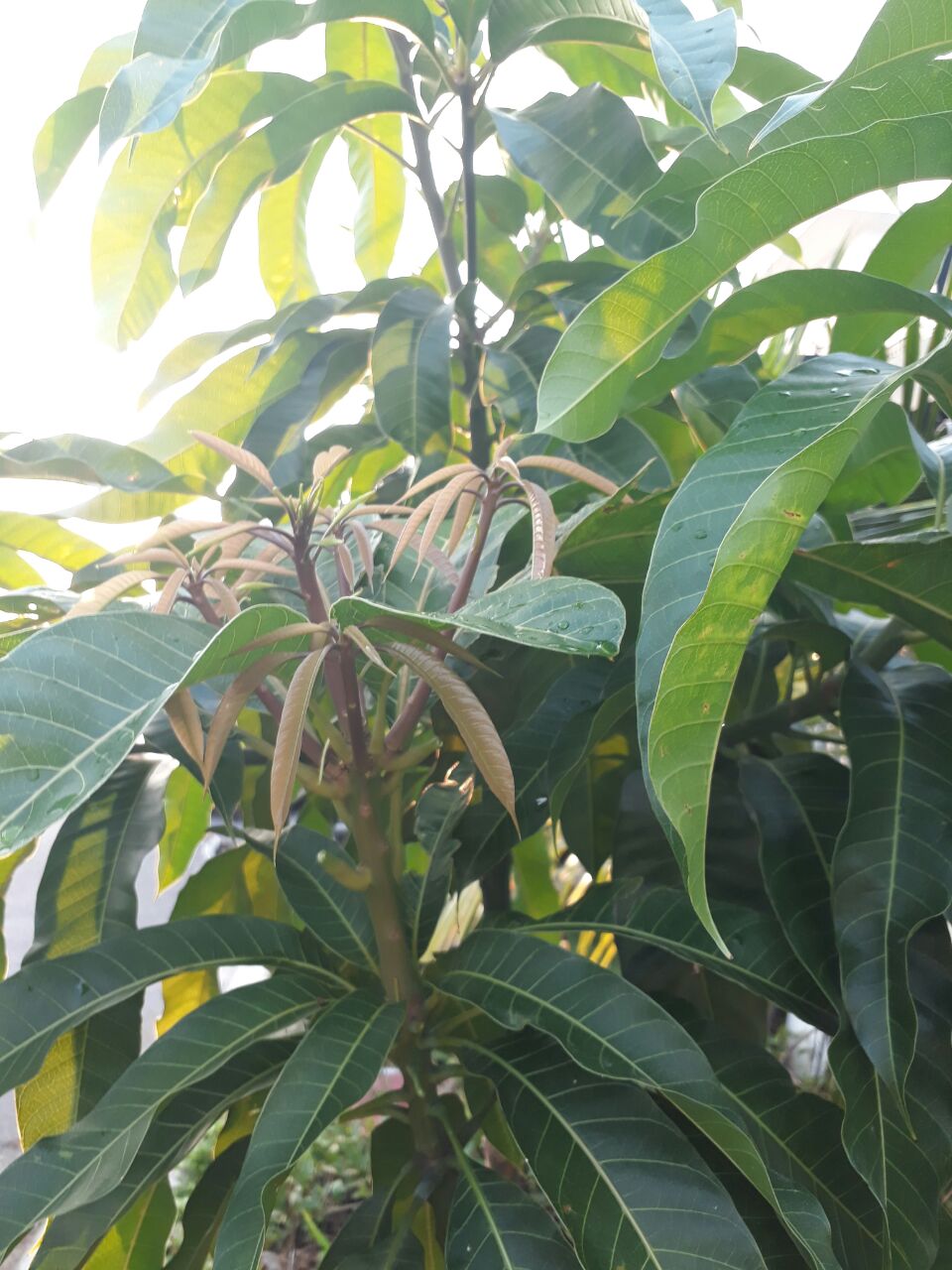 Healthy Nurul Beauty: The pretty look of my harum manis mango tree at ...