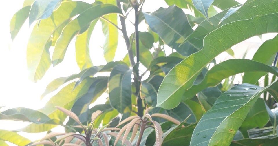 Healthy Nurul Beauty: The pretty look of my harum manis mango tree at ...