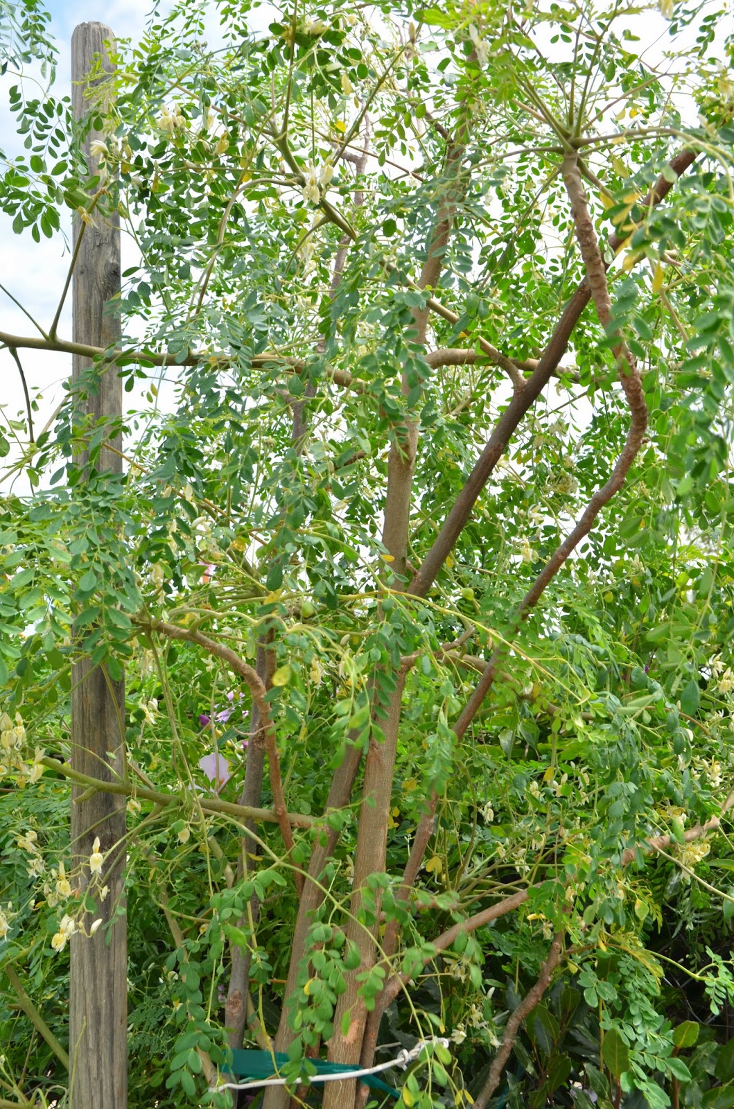 Entertaining From an Ethnic Indian Kitchen: Super food; Moringa, the ...