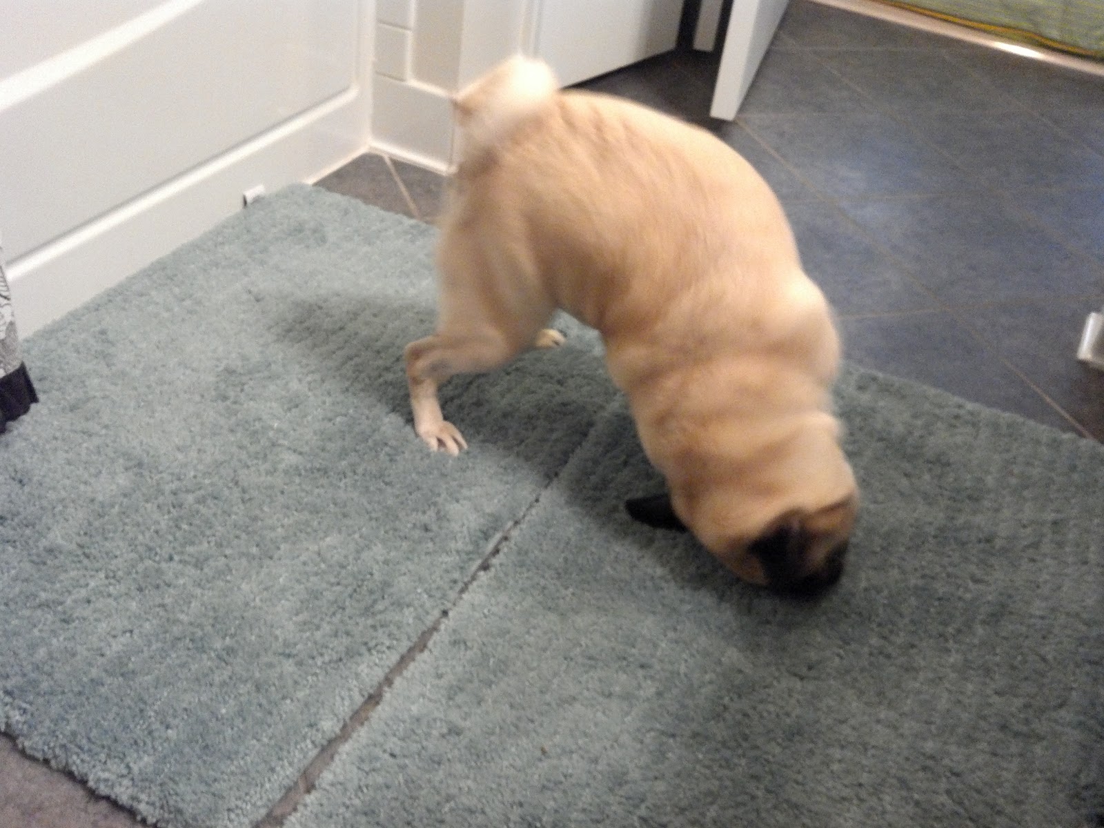 Lil Smug Pug: Internet Madness, Pug Photos, and New Harness - Yippee!