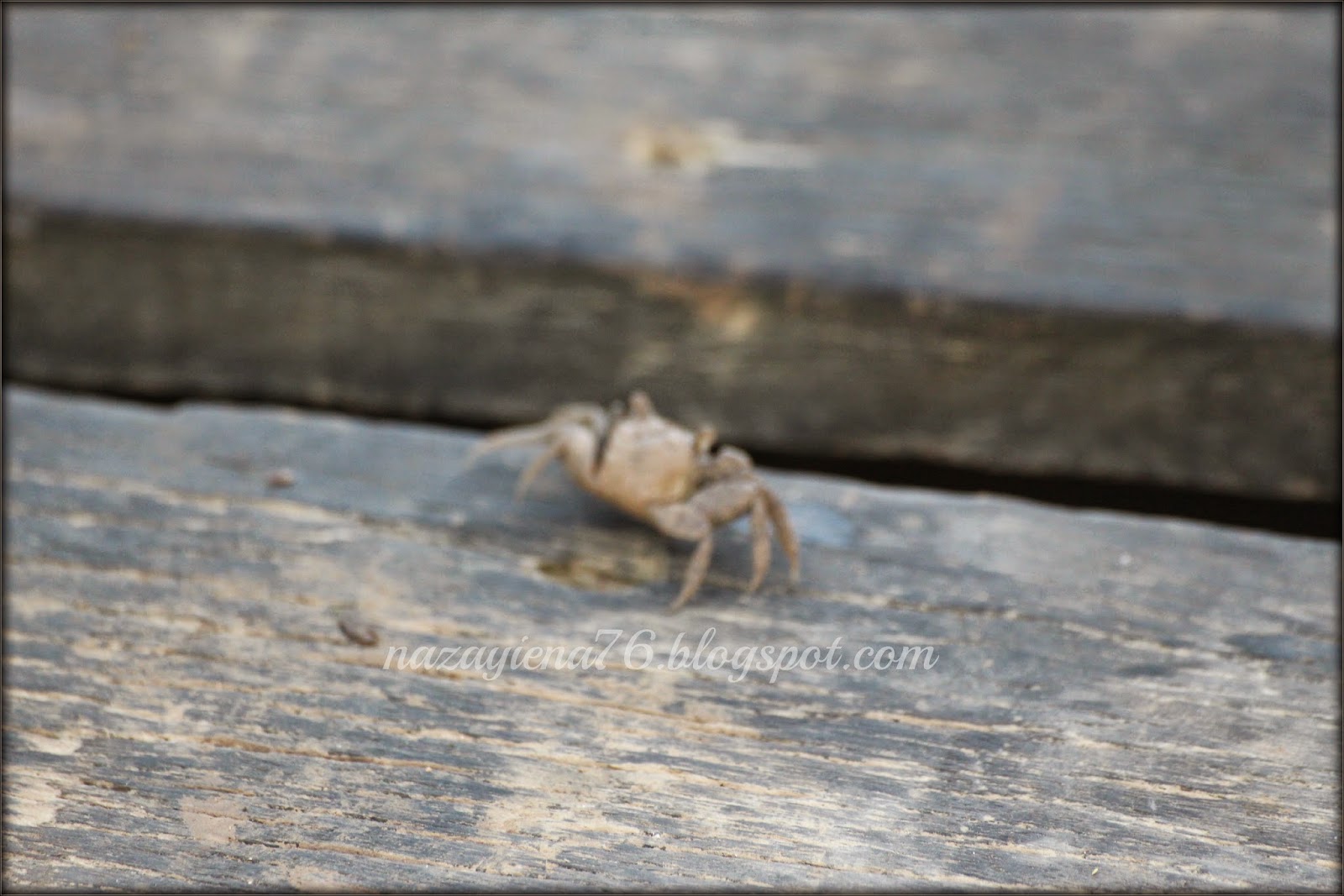 ! My Lovely Family Blog !: Ikan Belacak dan Ikan tembakul