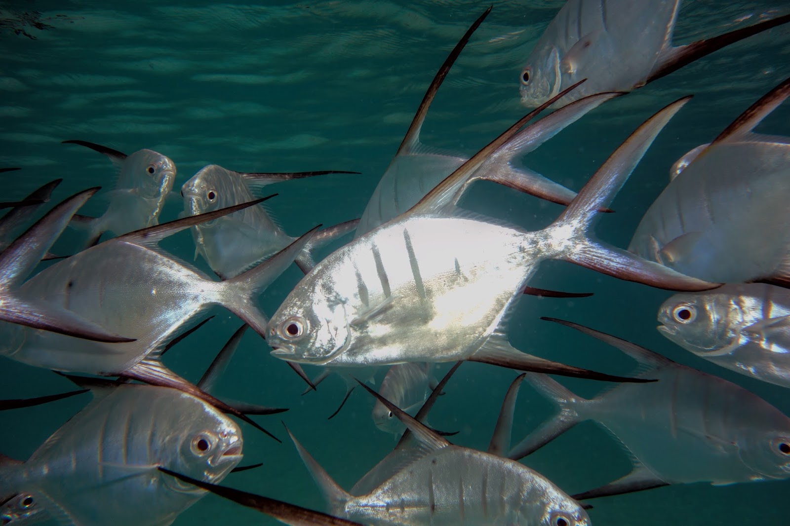 Extraordinary Stories From An Ordinary Guy: The "Magnificent Artistry ...