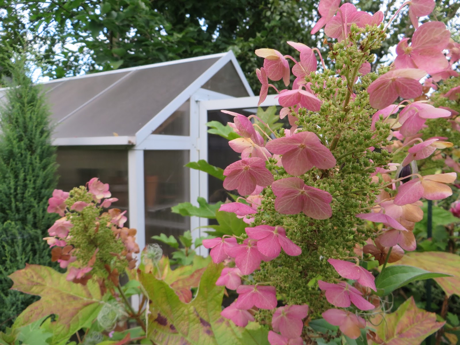 A Botanist's Garden: Peter Goldblatt