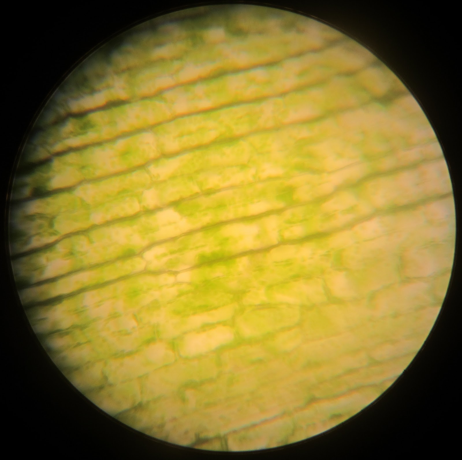 My Rainbow's Life: Praktikum Biologi