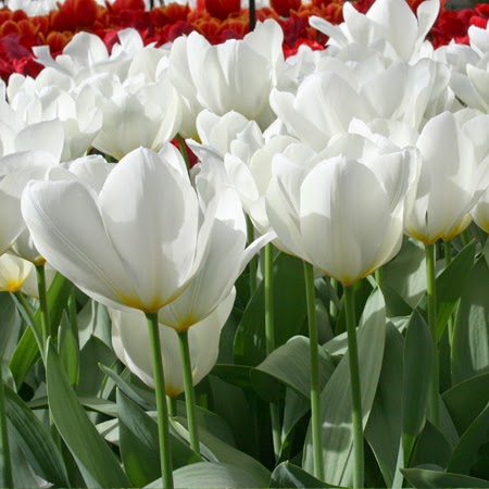 Inilah Jenis-Jenis Bunga Tulip Yang Paling di Kenal - Ragam Tanaman