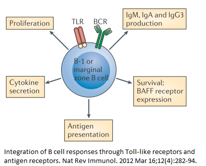 immunis: LB's mas que solo B-Cell Receptors