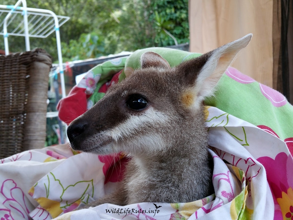 Rehab | Wallaby baby in care