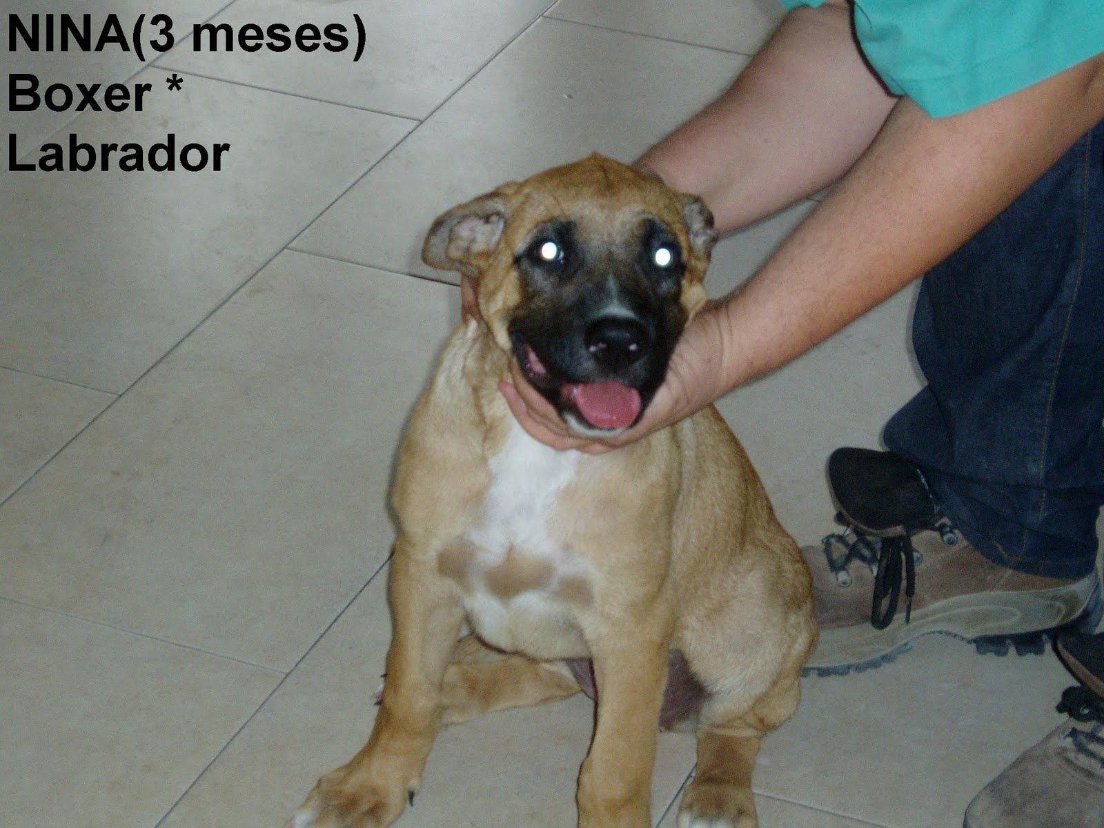 Imagenes De Cachorros Boxer De 3 Meses