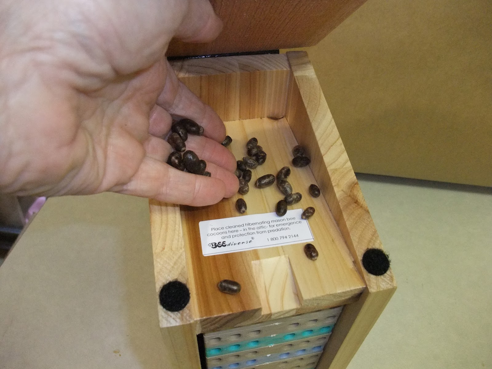 Setting out mason bee cocoons in a Beediverse Highrise - Beediverse ...