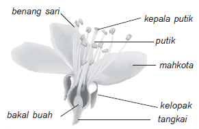 berbagainfo: Perkembangbiakan Organisme