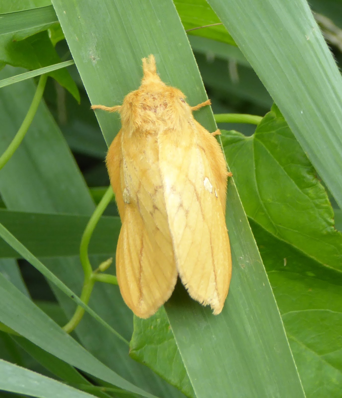 Wild and Wonderful: September 2017