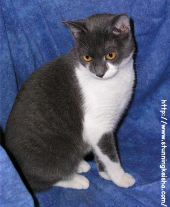 Foto Frenzy: Meet Kittee | Stunning Keisha