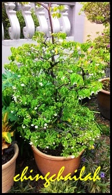 Simple Living In Nancy: Growing Water Jasmine Plants, Sui Mui (Wrightia ...