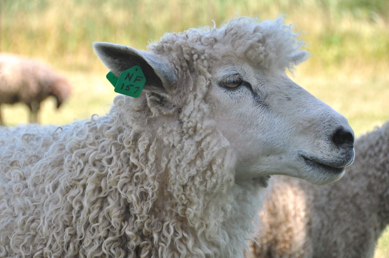 Knee Deep in Sheep: Sheep Shots