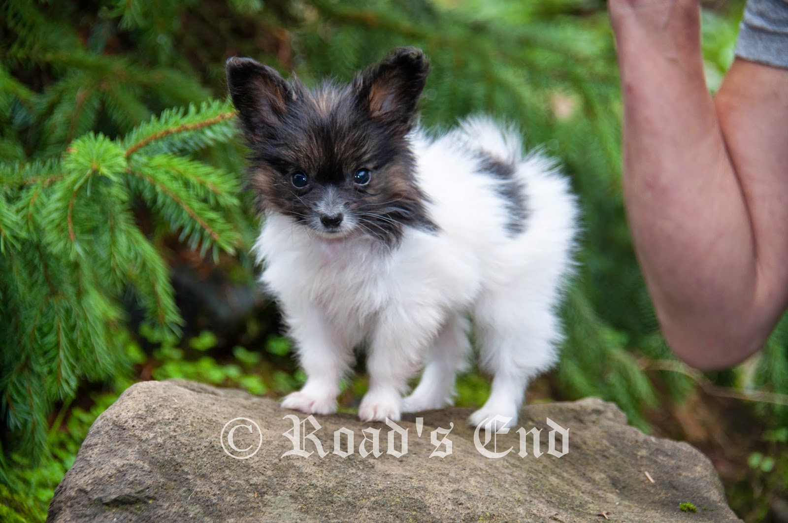 Road's End Papillons : Available Papillon Puppies