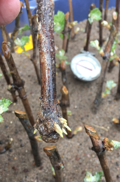 Ampelos (Vine): April 2019