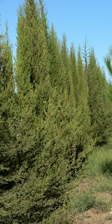 Nuestro Bosquecillo: Cupressus Sempervirens L. (Ciprés, Ciprés italiano ...