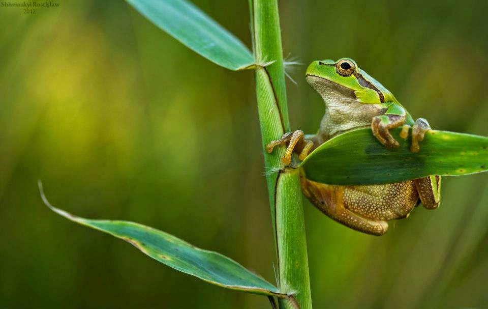 Save Our Beautiful Mother Nature: Frogs in front of the Camera