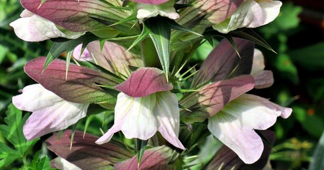 HOW TO GROW ACANTHUS SPINOSUS |The Garden of Eaden