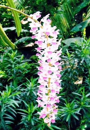 ගුරුළු රාජ - [Gurulu Raja] ඌව පළාත් පුෂ්පය