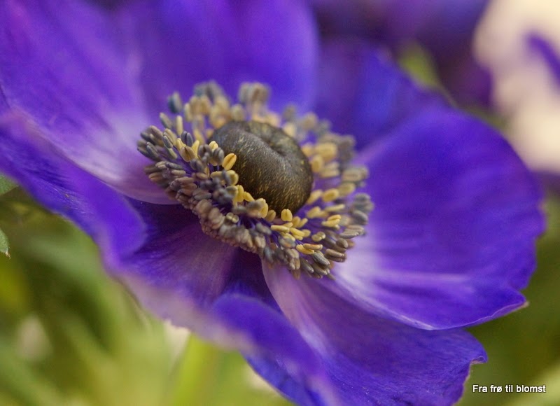 Fra frø til blomst: Franske anemoner