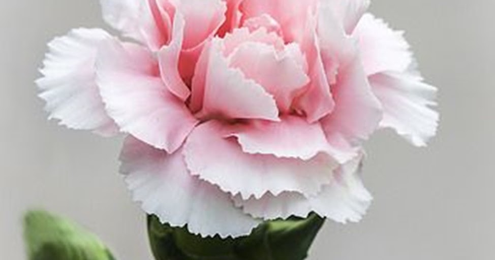 06Belen: Clavel Rosa